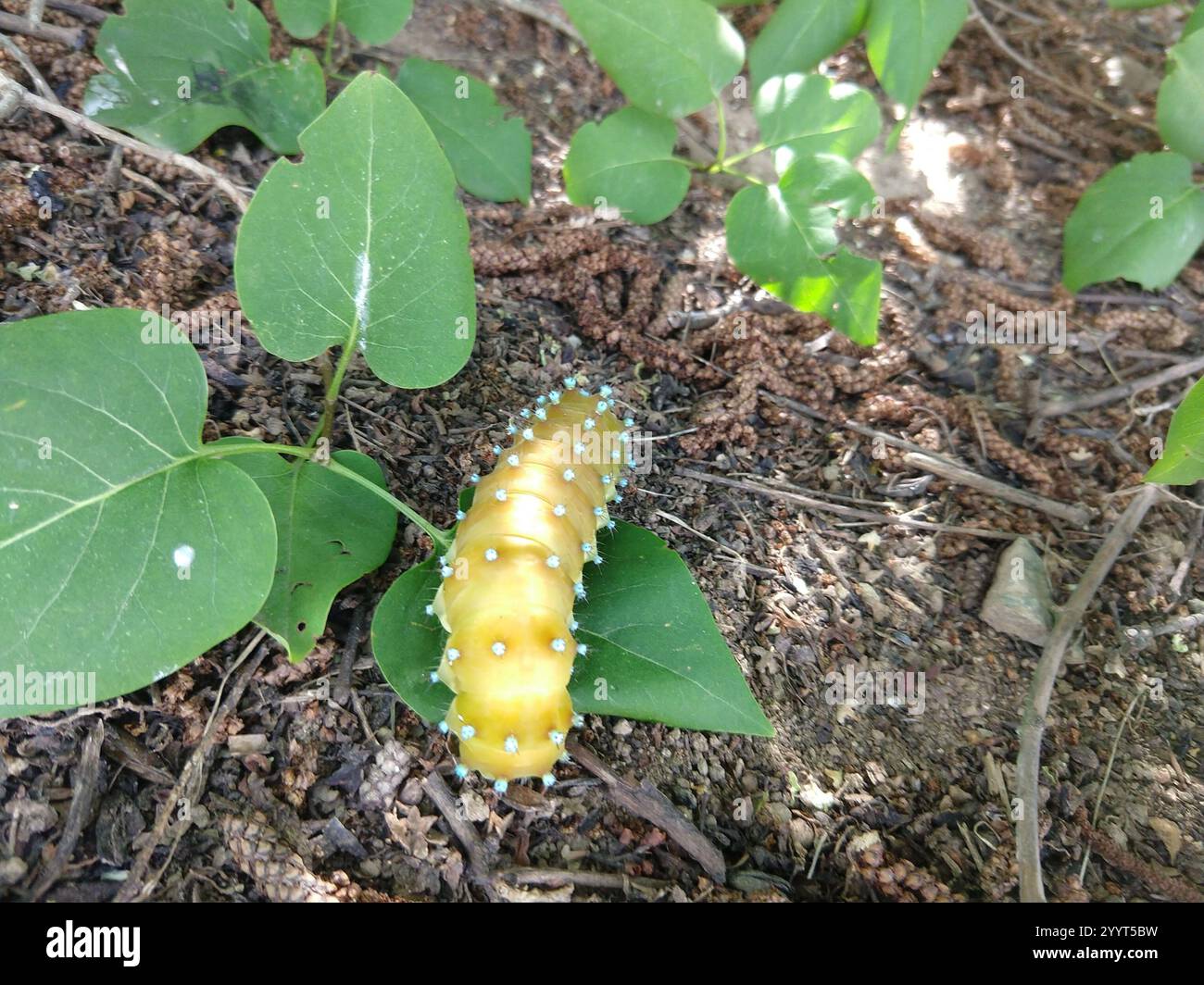 Giant Peacock Moth (Saturnia pyri Stock Photo - Alamy