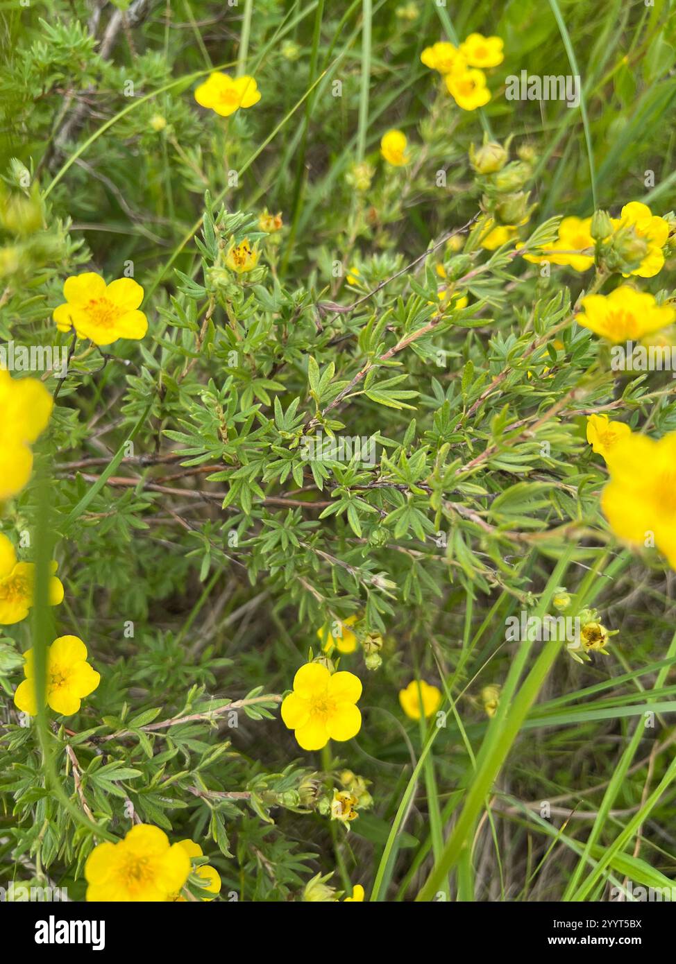 shrubby cinquefoil (Dasiphora fruticosa Stock Photo - Alamy