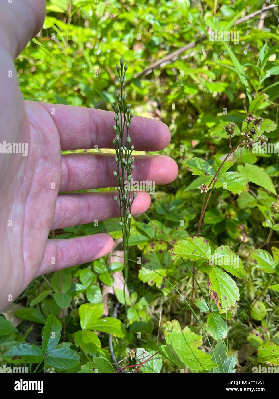 yellow screwstem (Bartonia virginica Stock Photo - Alamy
