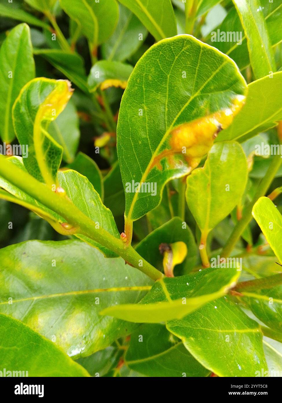 Bay Sucker (Lauritrioza alacris Stock Photo - Alamy