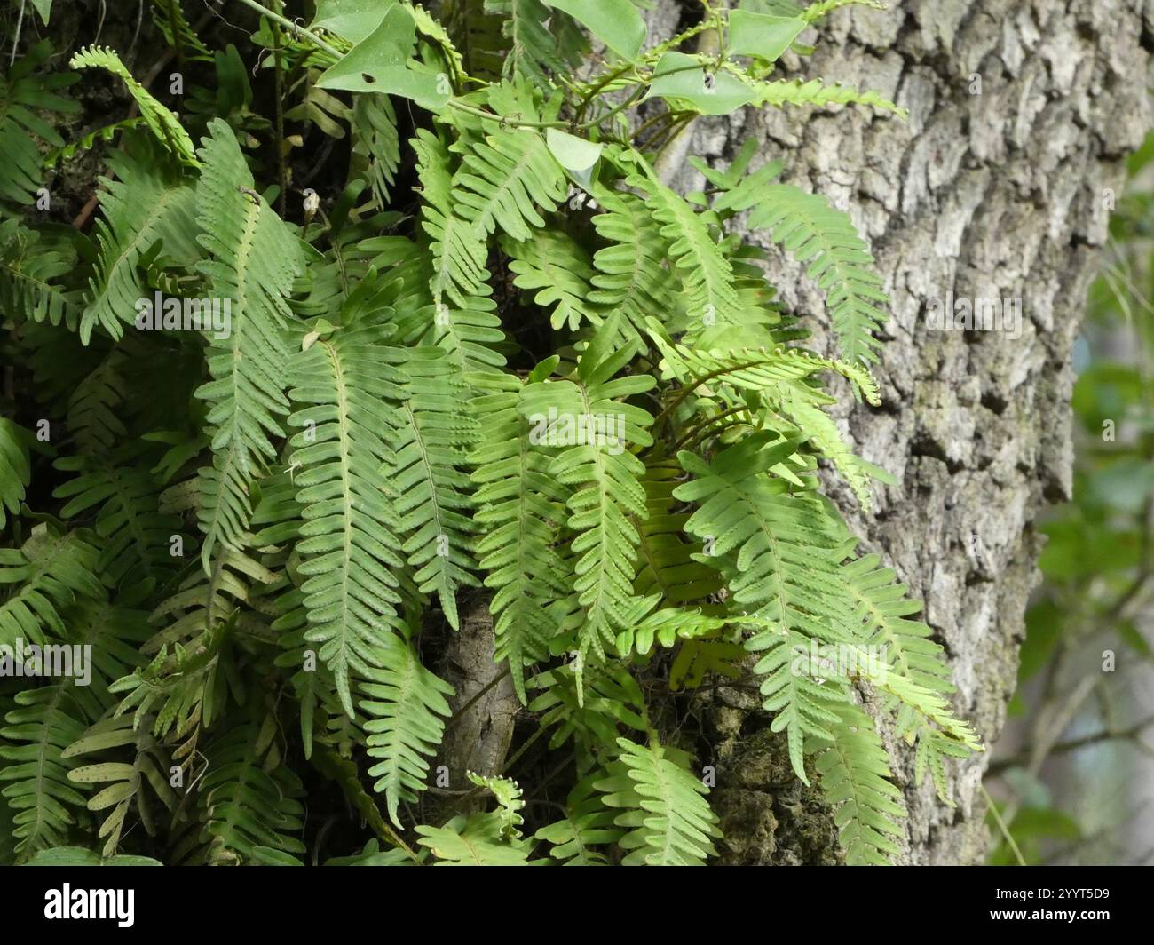 resurrection fern (Pleopeltis michauxiana Stock Photo - Alamy