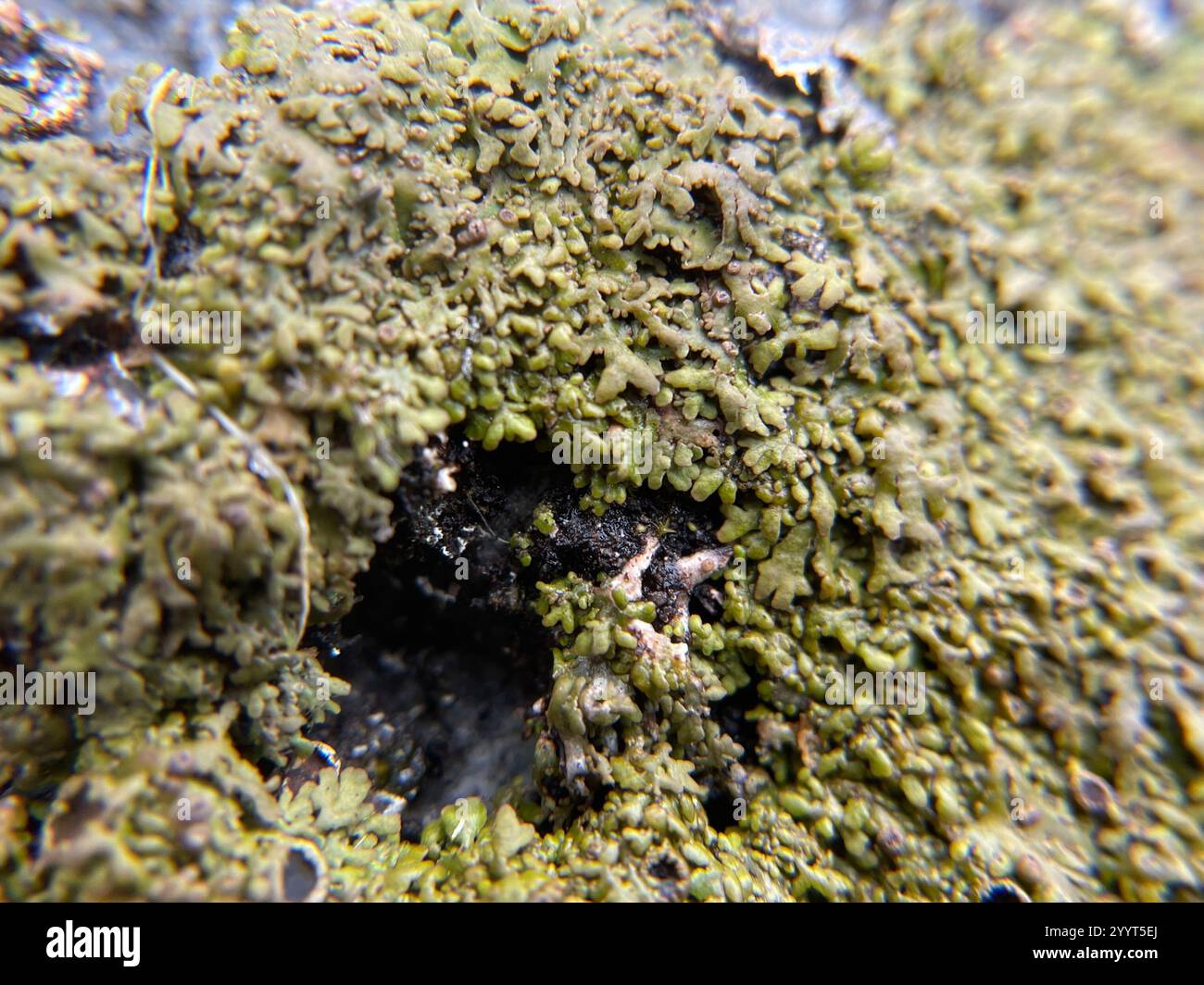 rosette lichens, frost lichens, and allies (Physciaceae Stock Photo - Alamy