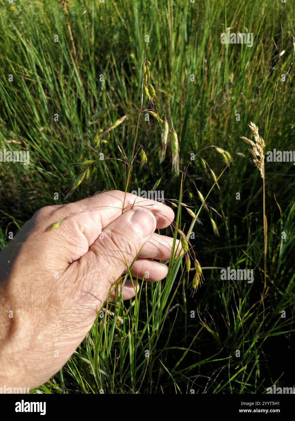 Japanese brome (Bromus japonicus Stock Photo - Alamy