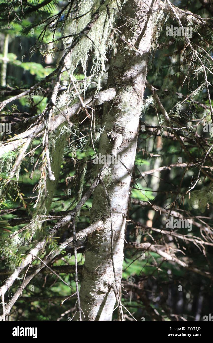 Pacific silver fir (Abies amabilis Stock Photo - Alamy