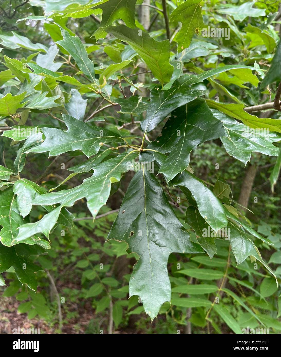 southern red oak (Quercus falcata Stock Photo - Alamy