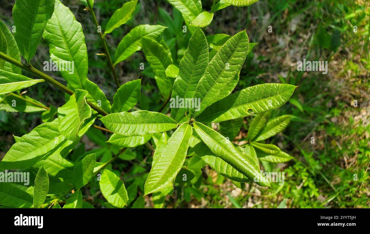 shingle oak (Quercus imbricaria Stock Photo - Alamy