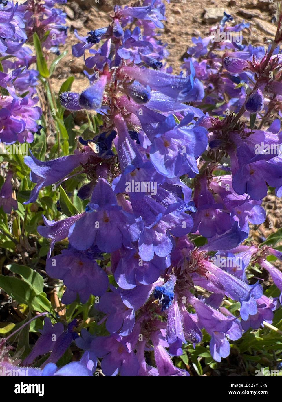 Front Range Beardtongue (Penstemon virens Stock Photo - Alamy