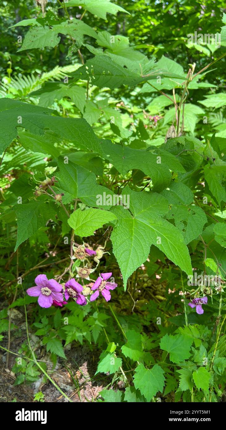 Purple flowered raspberry hi-res stock photography and images - Alamy