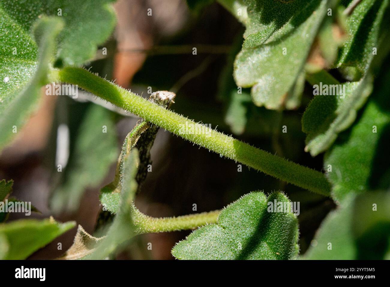 littleleaf alumroot (Heuchera parvifolia Stock Photo - Alamy