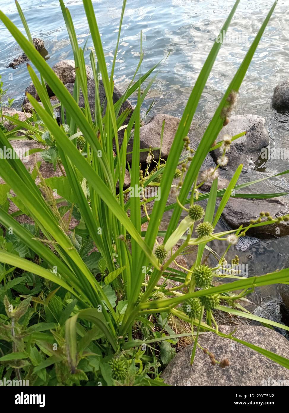 Branched Bur-reed (Sparganium erectum Stock Photo - Alamy