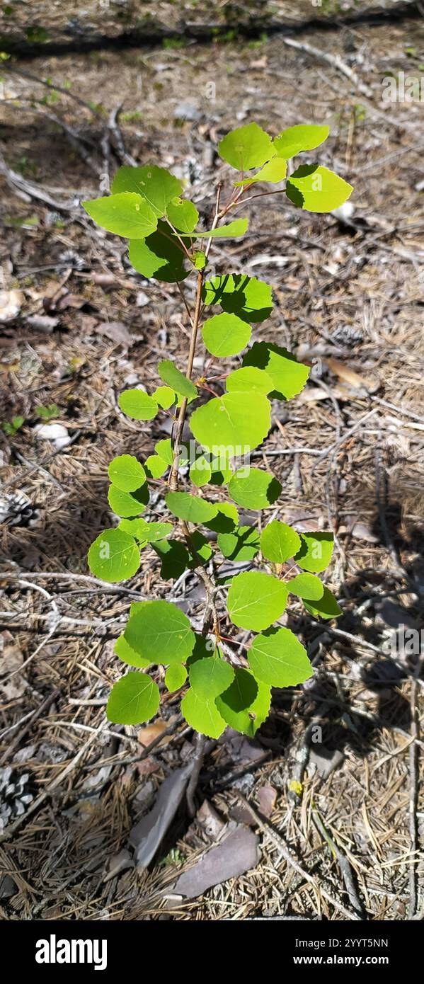 European aspen (Populus tremula Stock Photo - Alamy