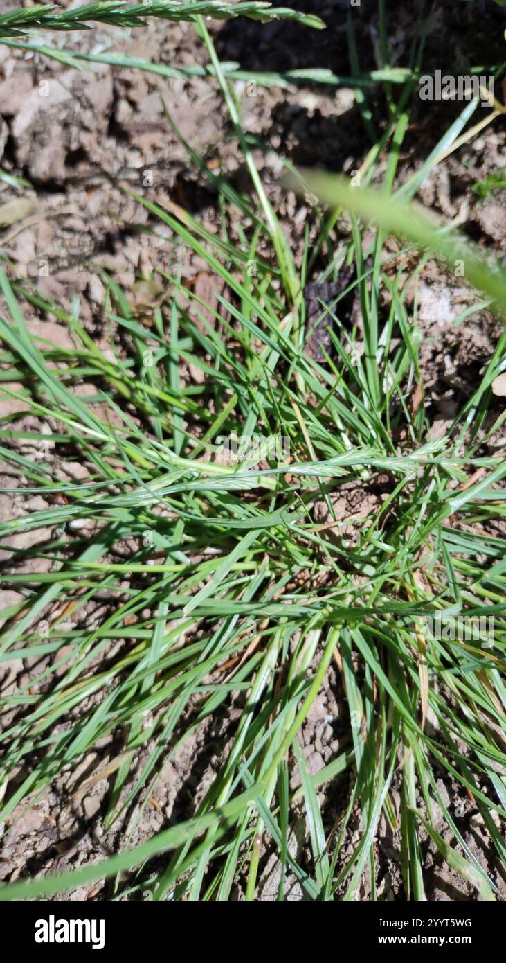 perennial rye grass (Lolium perenne perenne Stock Photo - Alamy