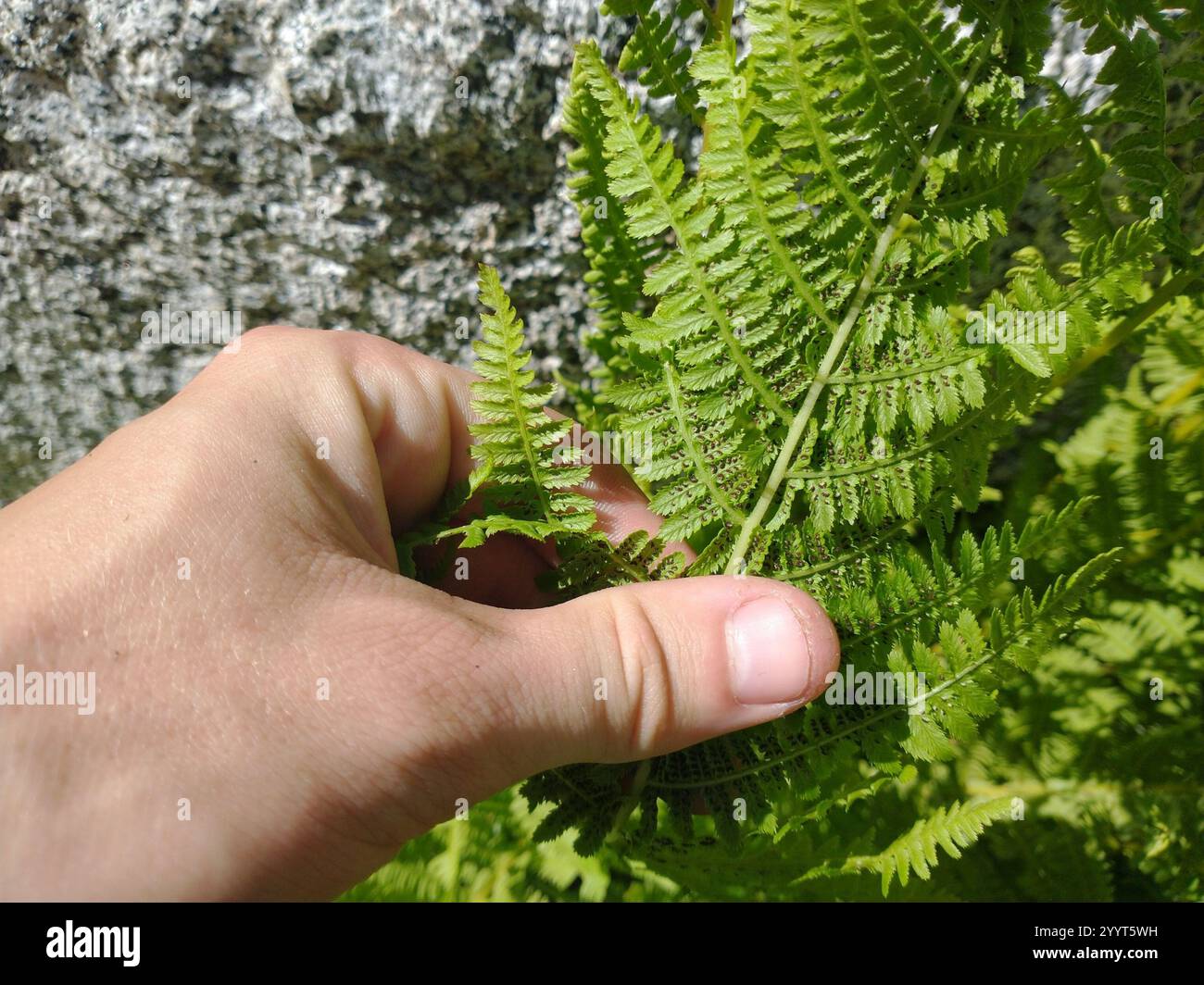 western lady fern (Athyrium filix-femina cyclosorum Stock Photo - Alamy