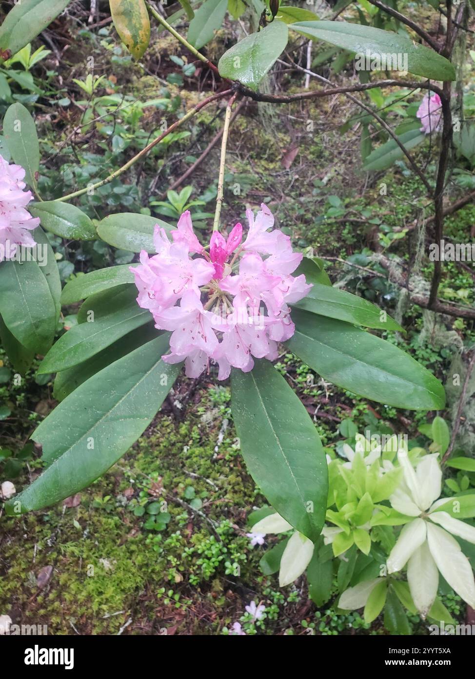 Pacific rhododendron (Rhododendron macrophyllum Stock Photo - Alamy