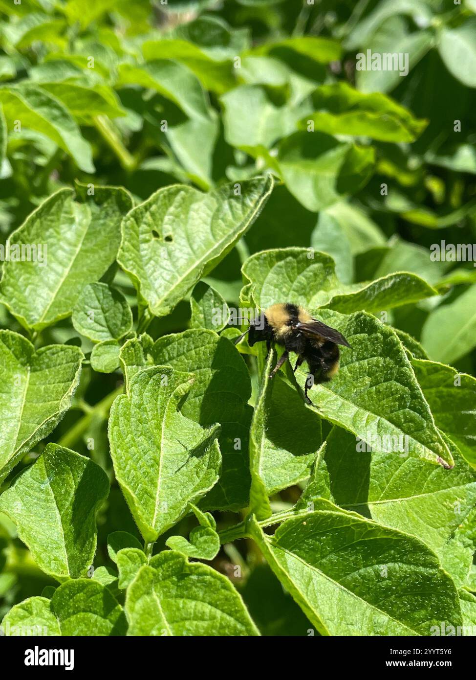 California Bumble Bee (Bombus californicus Stock Photo - Alamy