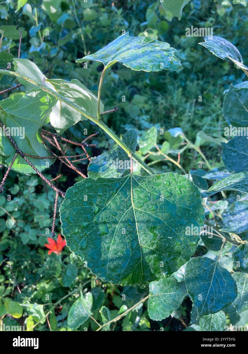 quaking aspen (Populus tremuloides Stock Photo - Alamy