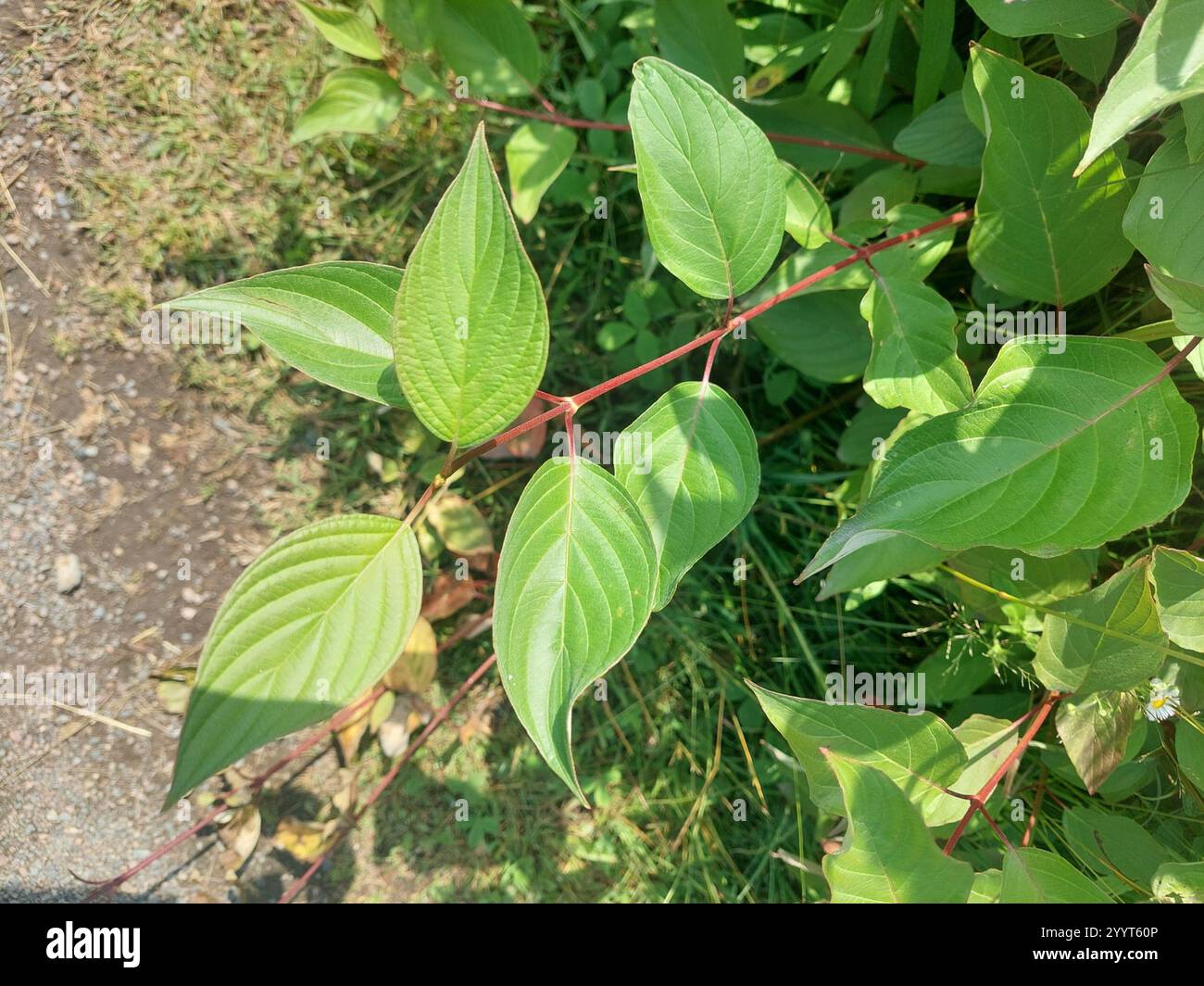 red osier dogwood (Cornus sericea Stock Photo - Alamy