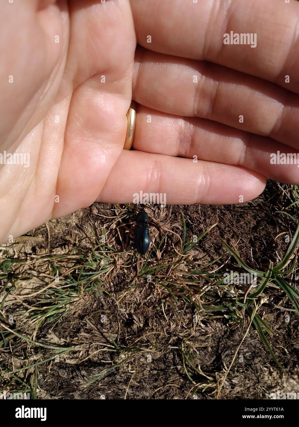 green click beetle (Selatosomus aeneus Stock Photo - Alamy