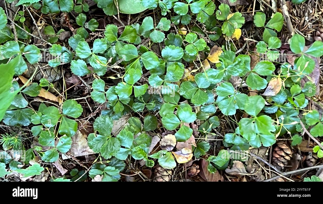 threeleaf goldthread (Coptis trifolia Stock Photo - Alamy