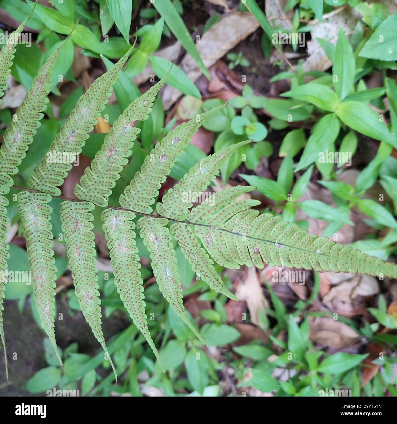 Soft Fern (Christella dentata Stock Photo - Alamy
