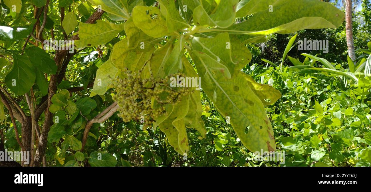 tree heliotrope (Heliotropium arboreum Stock Photo - Alamy