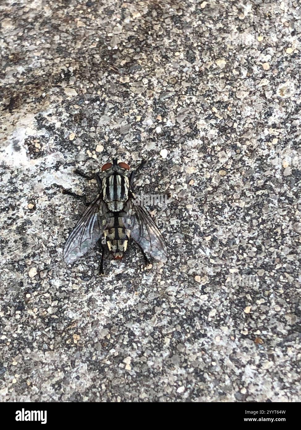 Common Flesh Flies (Sarcophaga Stock Photo - Alamy