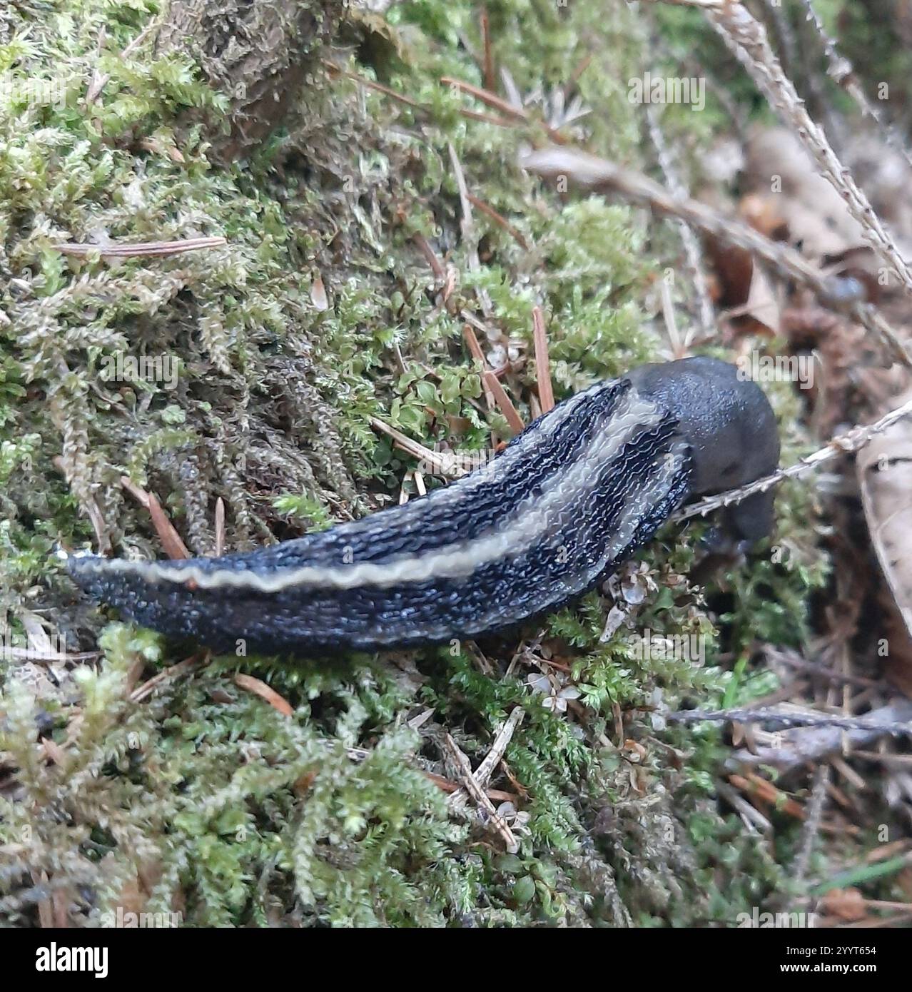 Ash-black Slug (Limax cinereoniger Stock Photo - Alamy