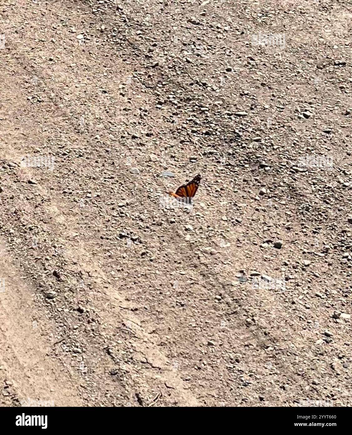 Monarch (Danaus plexippus Stock Photo - Alamy