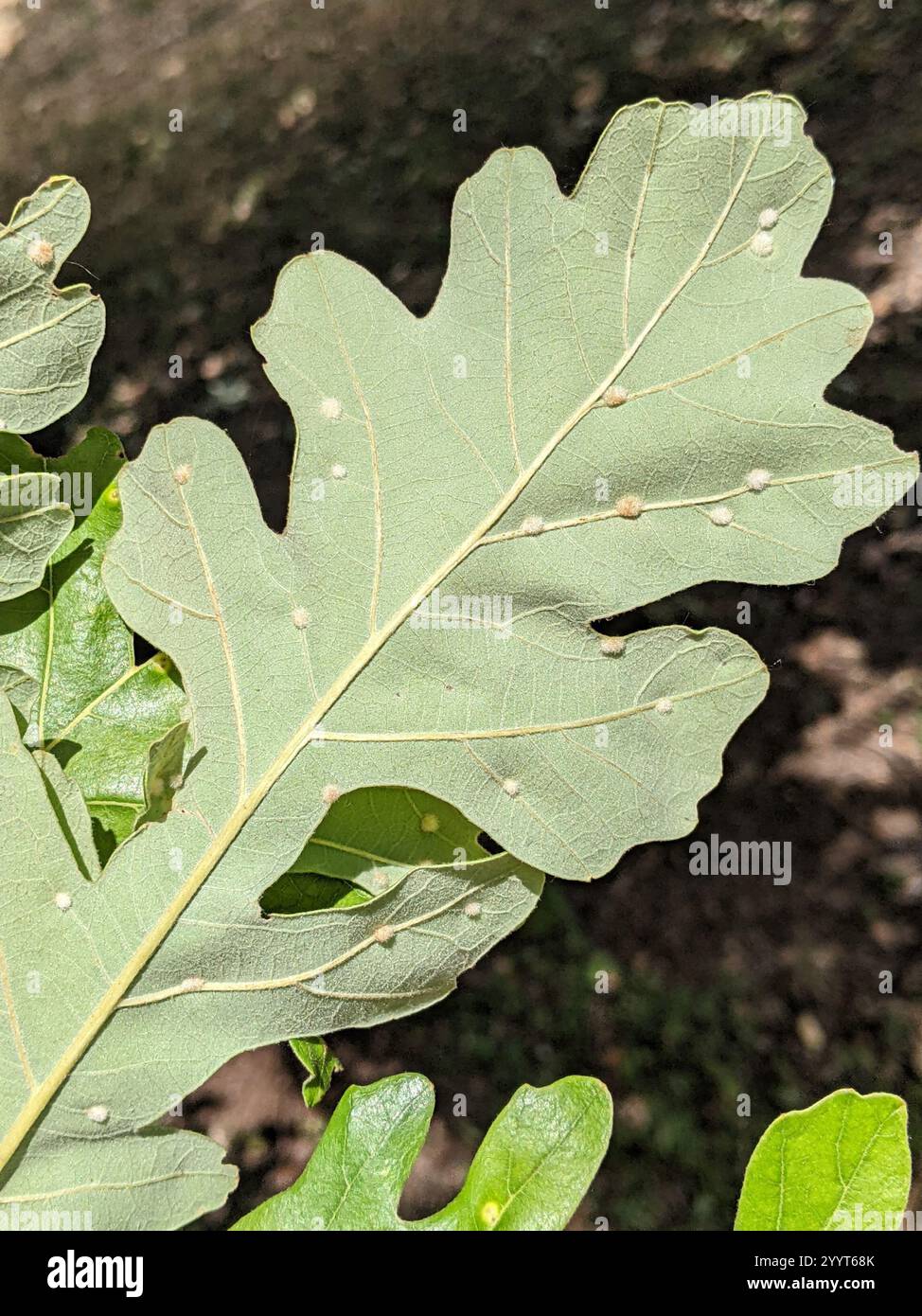 oak flake gall wasp (Neuroterus quercusverrucarum Stock Photo - Alamy