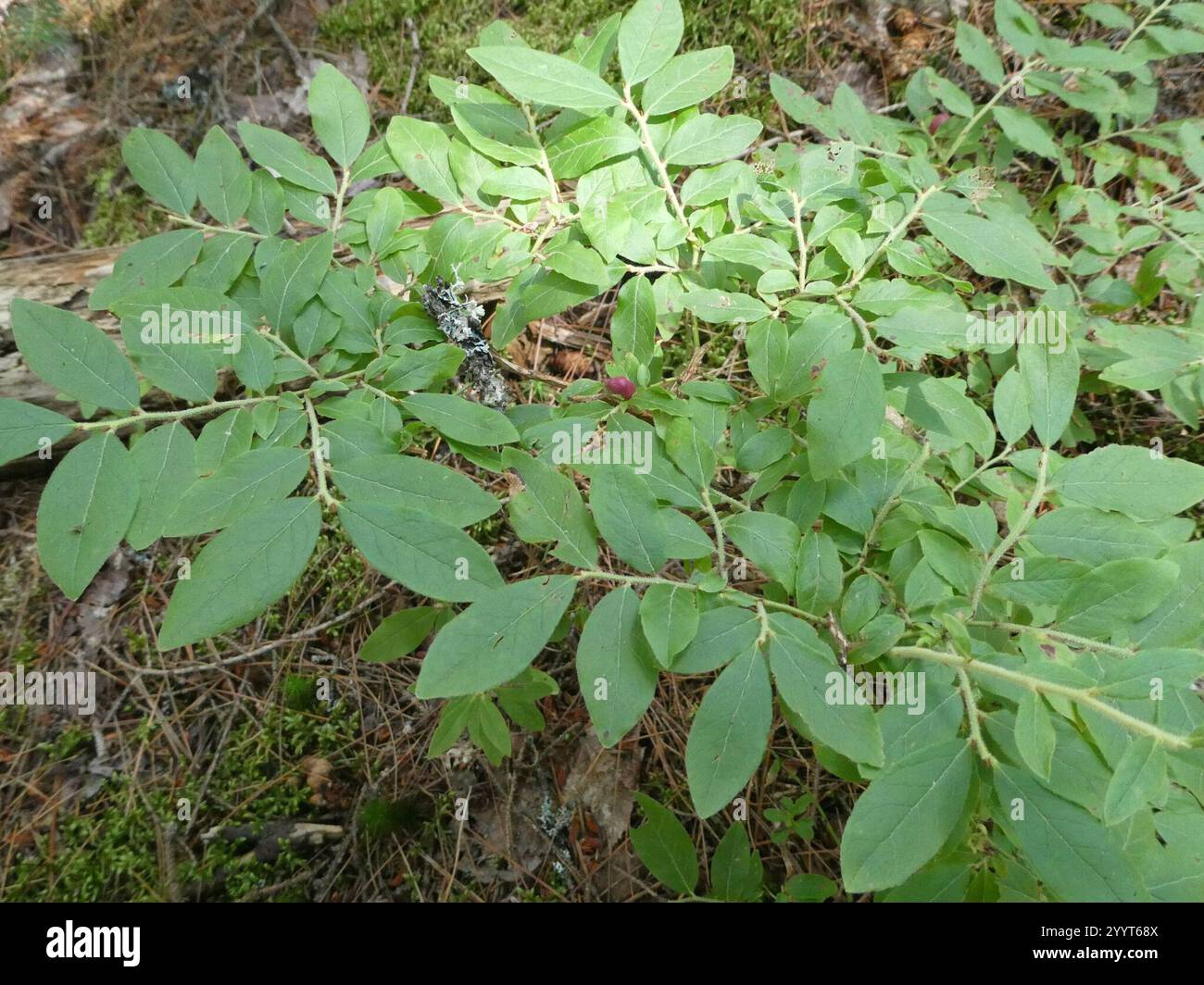 Blueberry Stem Gall Wasp (Hemadas nubilipennis Stock Photo - Alamy