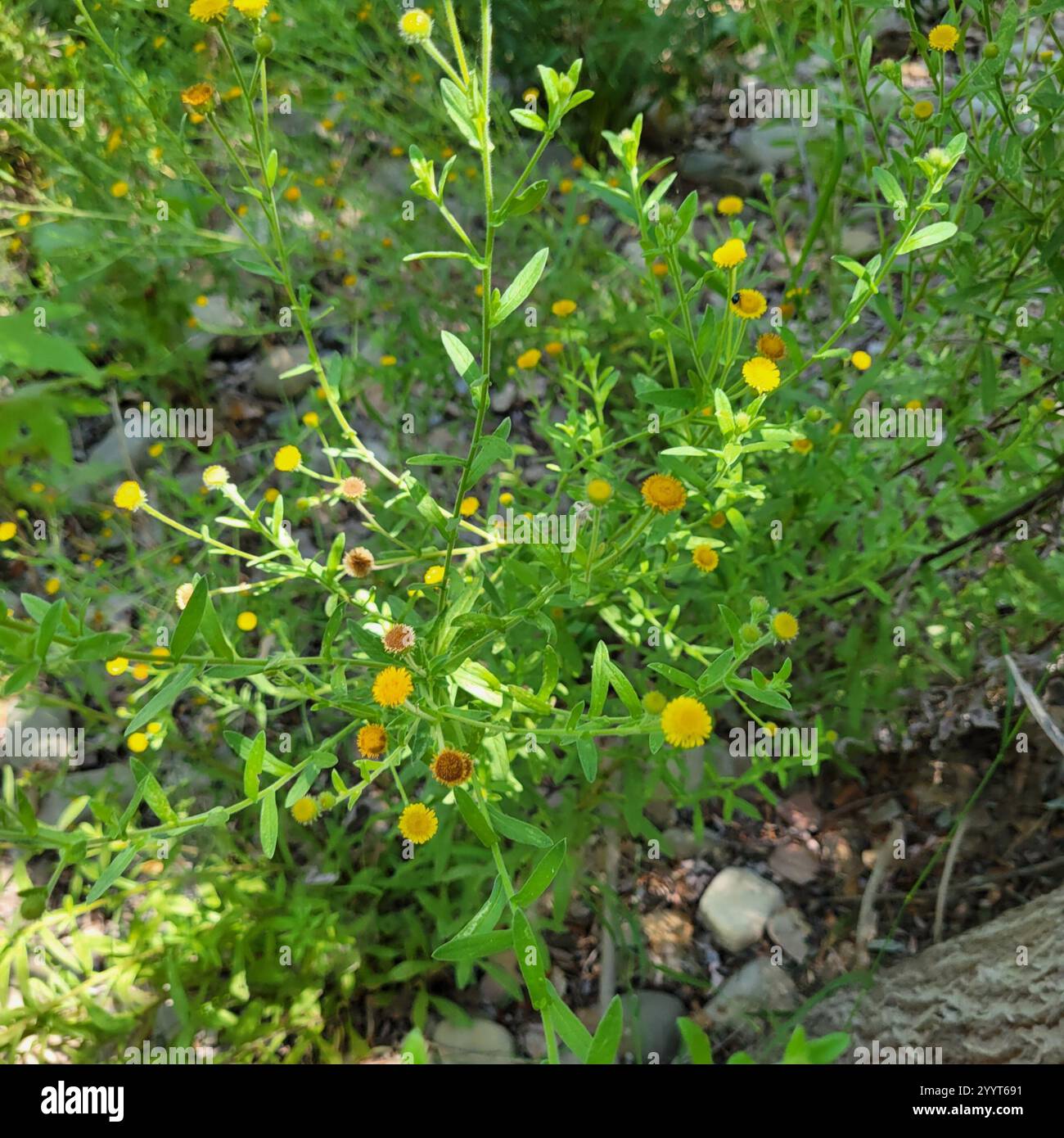 Spanish False Fleabane (Pulicaria paludosa Stock Photo - Alamy