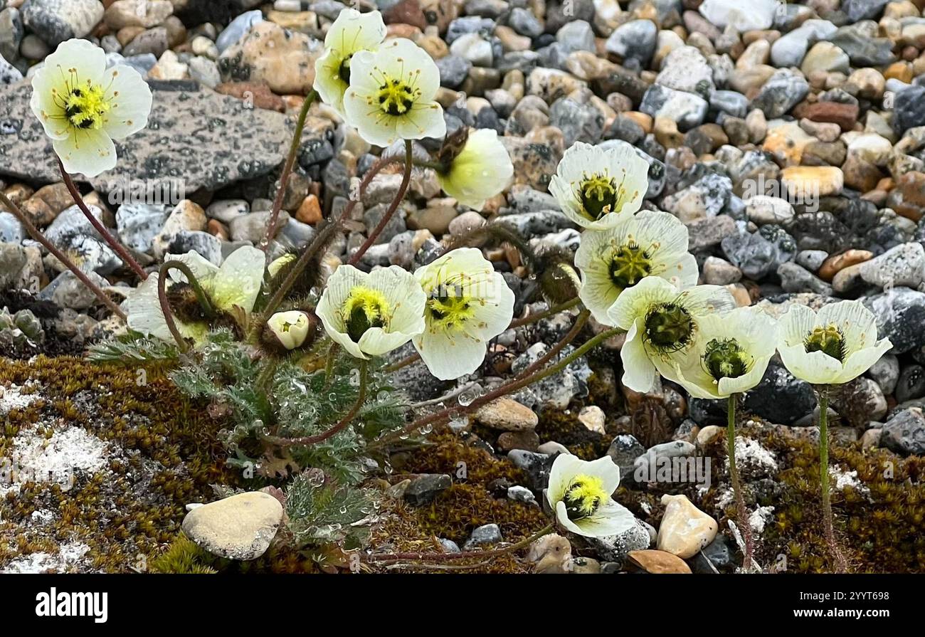 Svalbard Poppy (Papaver dahlianum Stock Photo - Alamy