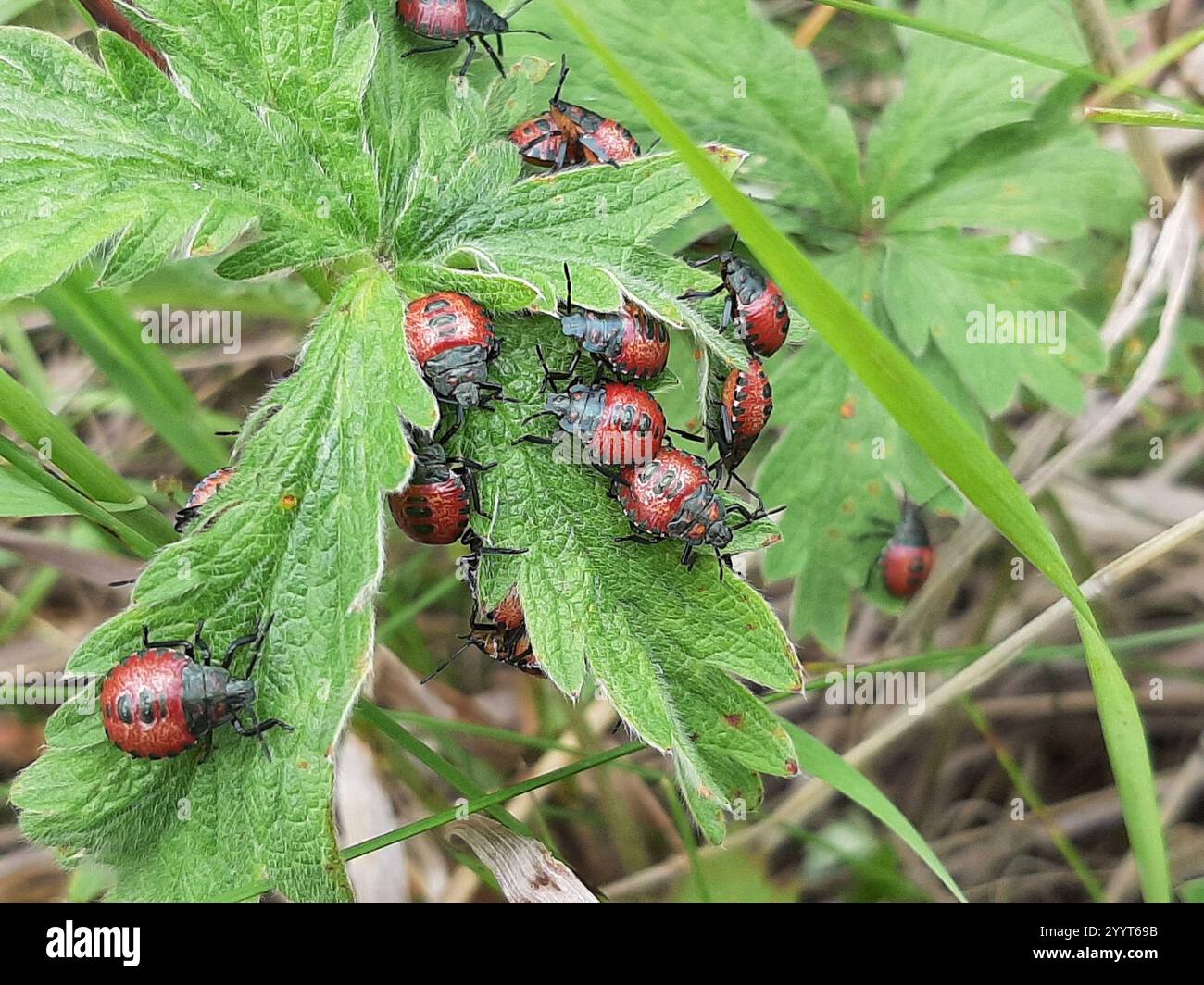 Sehirus cinctus hi-res stock photography and images - Alamy