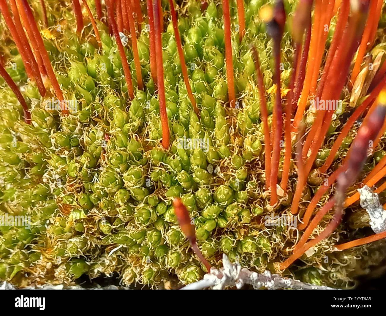 Slender Cruet-moss (Tetraplodon mnioides Stock Photo - Alamy