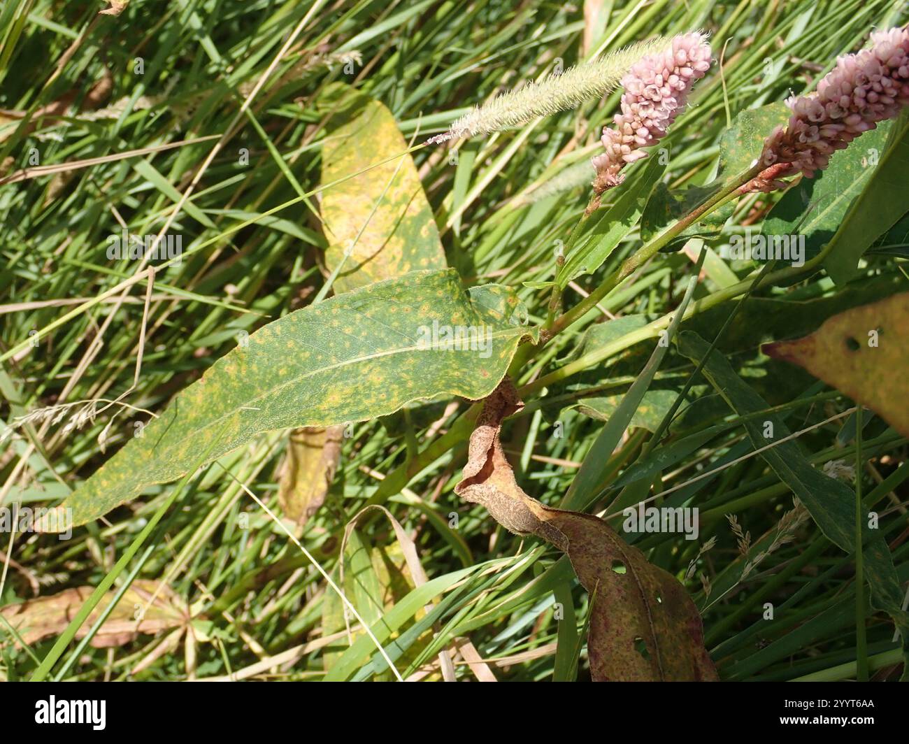 water smartweed (Persicaria amphibia Stock Photo - Alamy