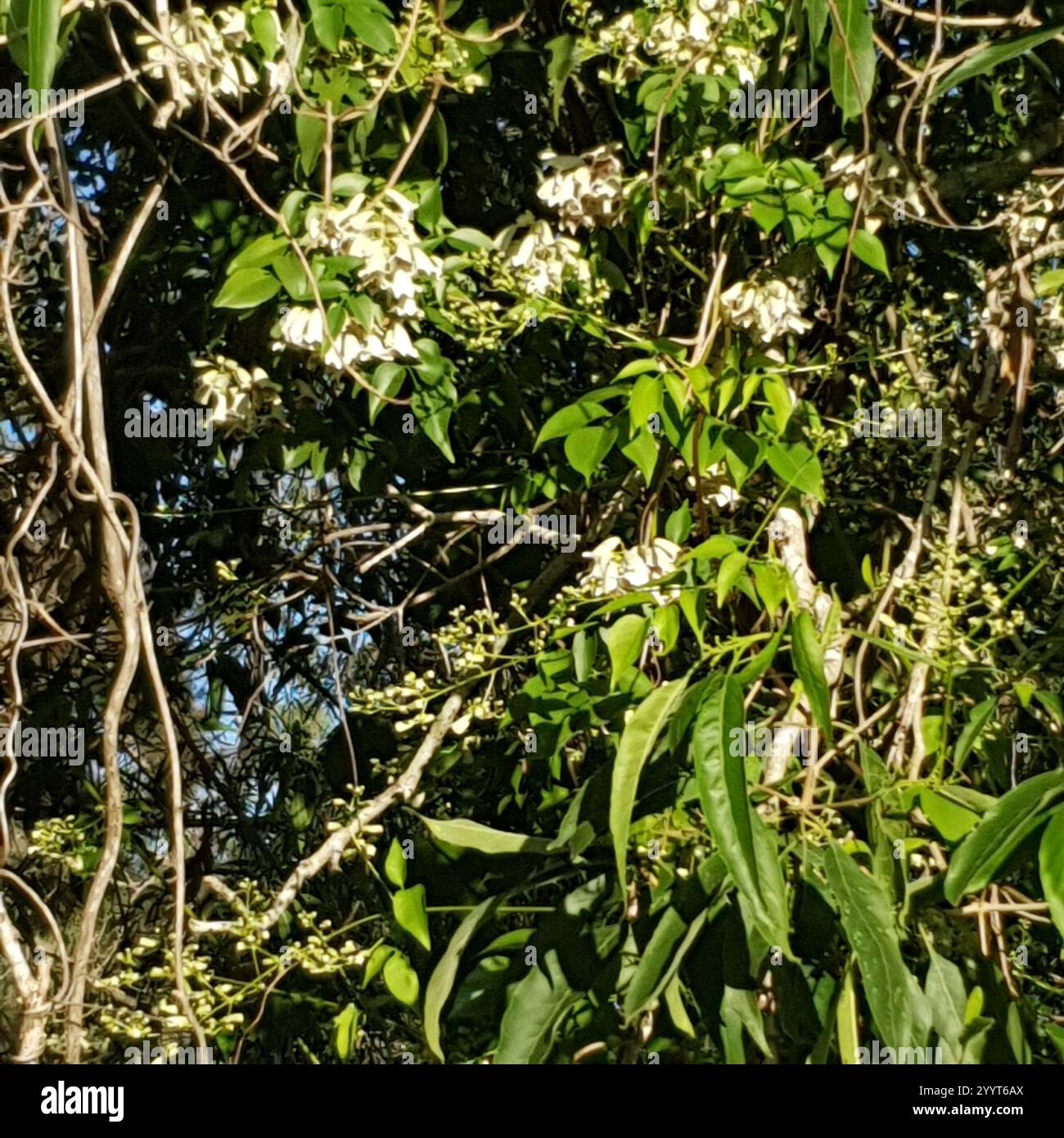 wonga vine (Pandorea pandorana Stock Photo - Alamy