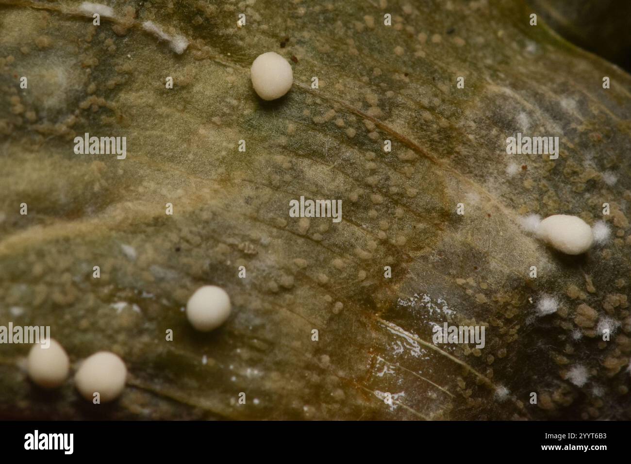 slime molds (Mycetozoa Stock Photo - Alamy