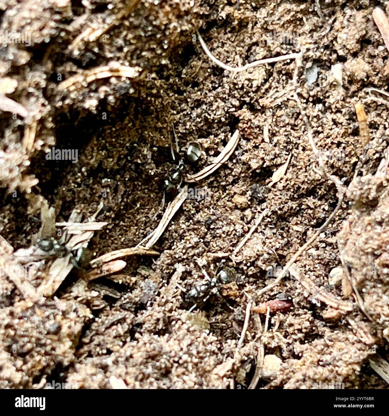fusca-group Field Ants and Allies (Formica fusca Stock Photo - Alamy