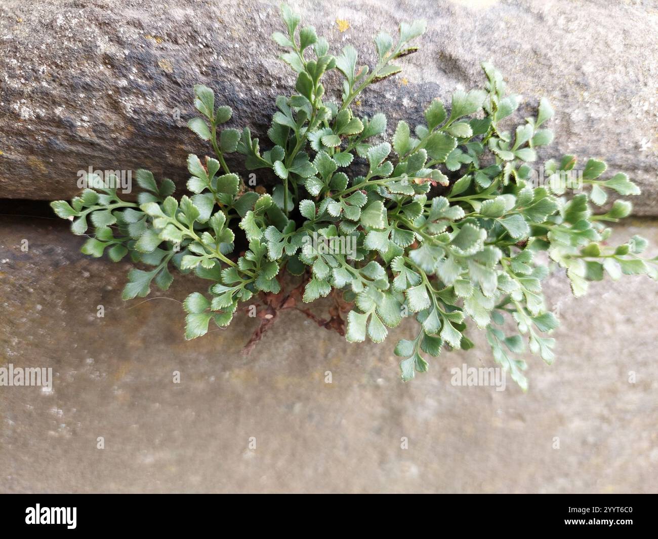 wall-rue (Asplenium ruta-muraria Stock Photo - Alamy