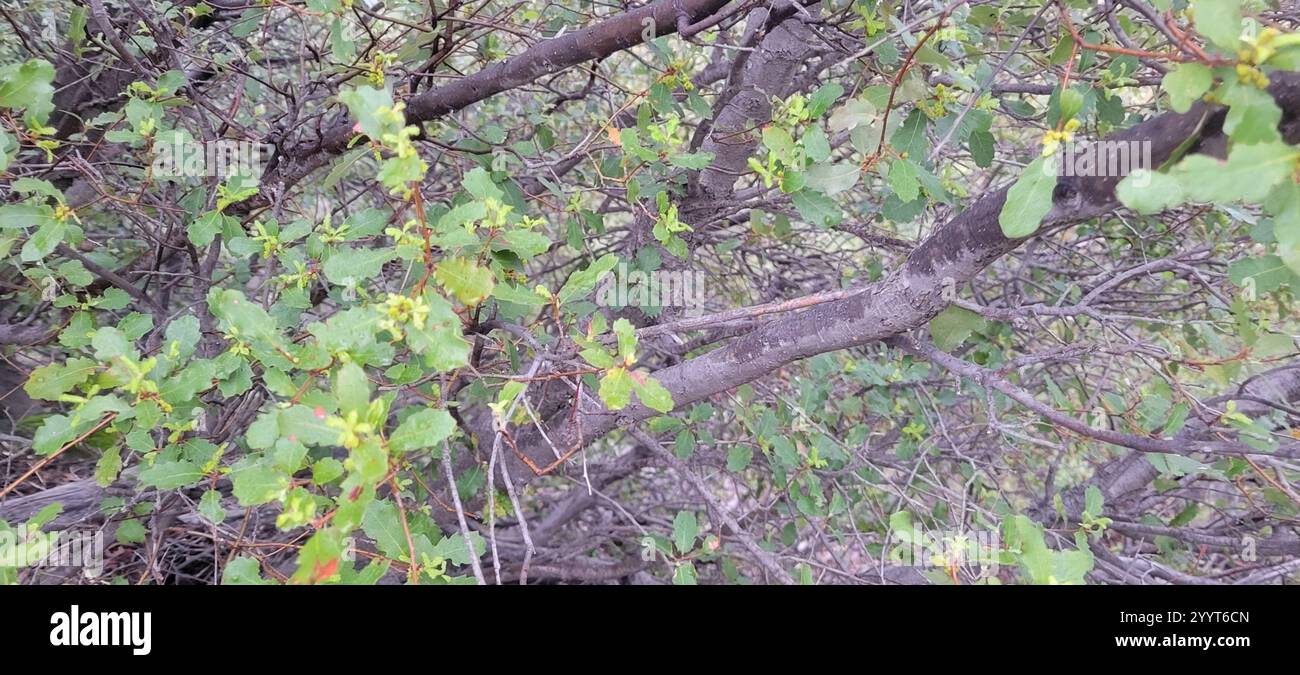 California scrub oak (Quercus berberidifolia Stock Photo - Alamy