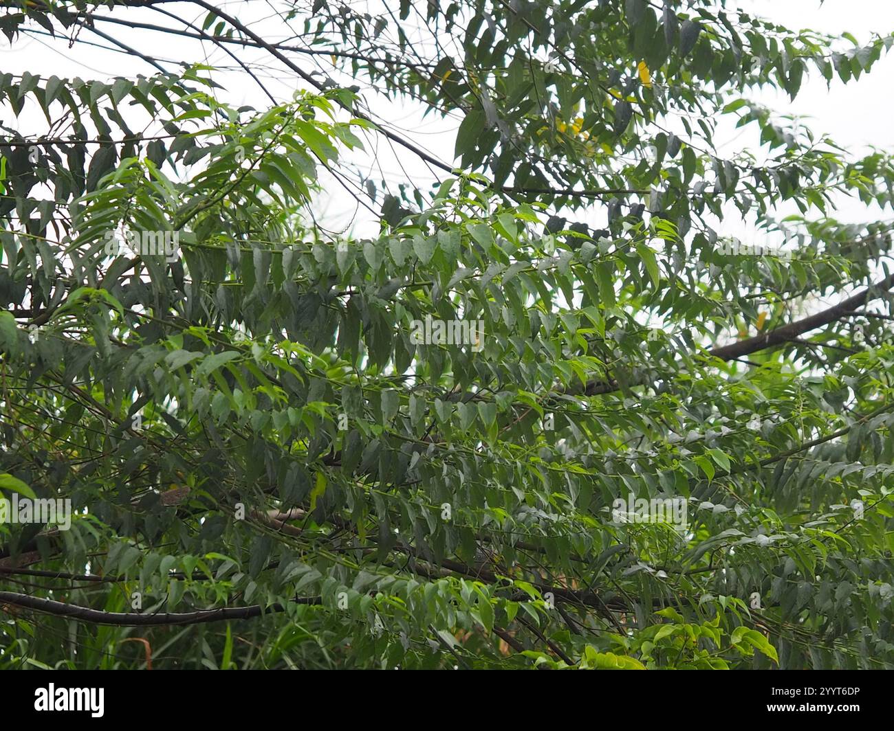 Oriental trema hi-res stock photography and images - Alamy
