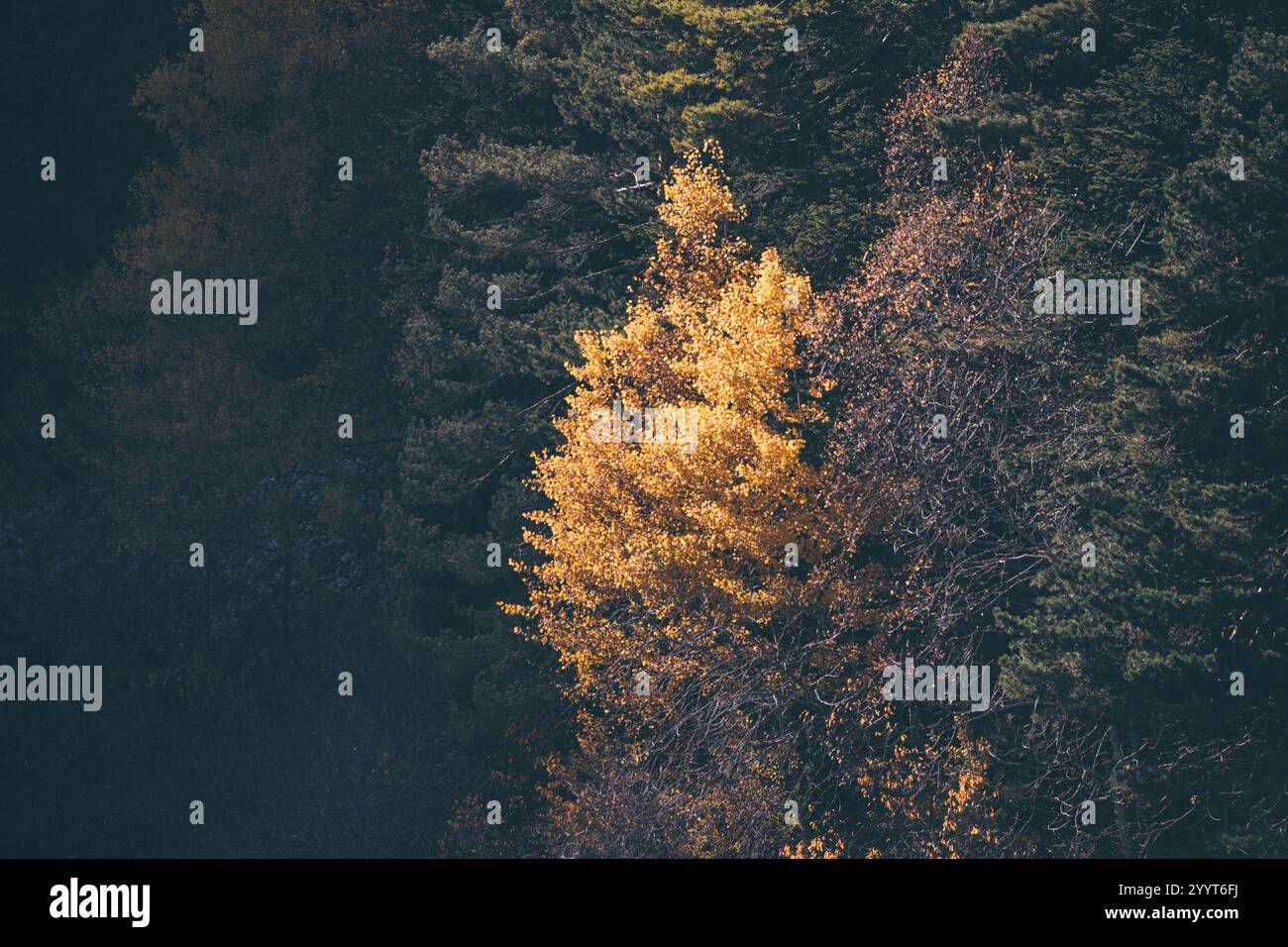 Beautiful yellow tree foliage contrasting with the dark green of pine ...