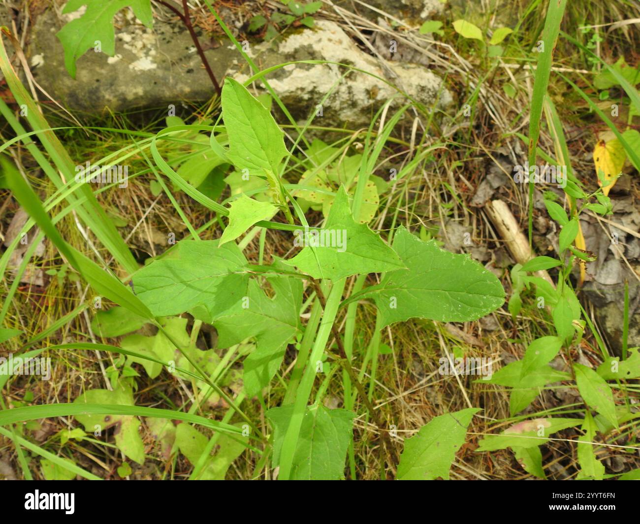 rattlesnake roots (Nabalus Stock Photo - Alamy