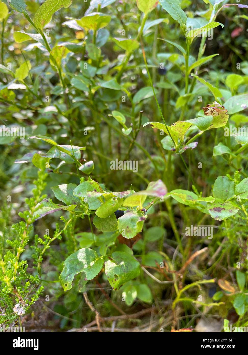 common bilberry (Vaccinium myrtillus Stock Photo - Alamy