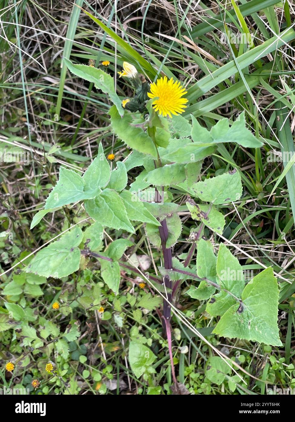 Common Sow-thistle (Sonchus oleraceus Stock Photo - Alamy