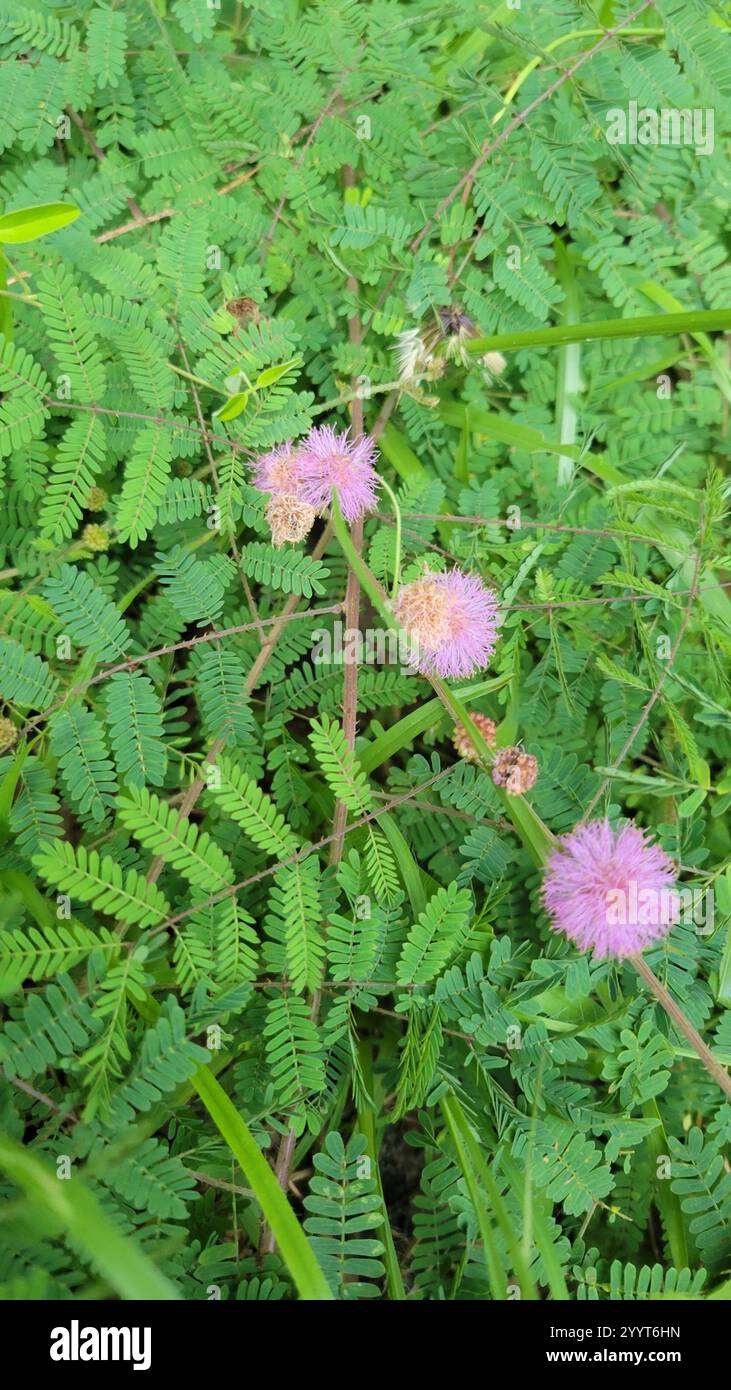 littleleaf sensitive-briar (Mimosa microphylla Stock Photo - Alamy