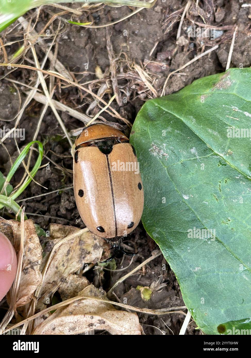 Grapevine Beetle (Pelidnota punctata Stock Photo - Alamy