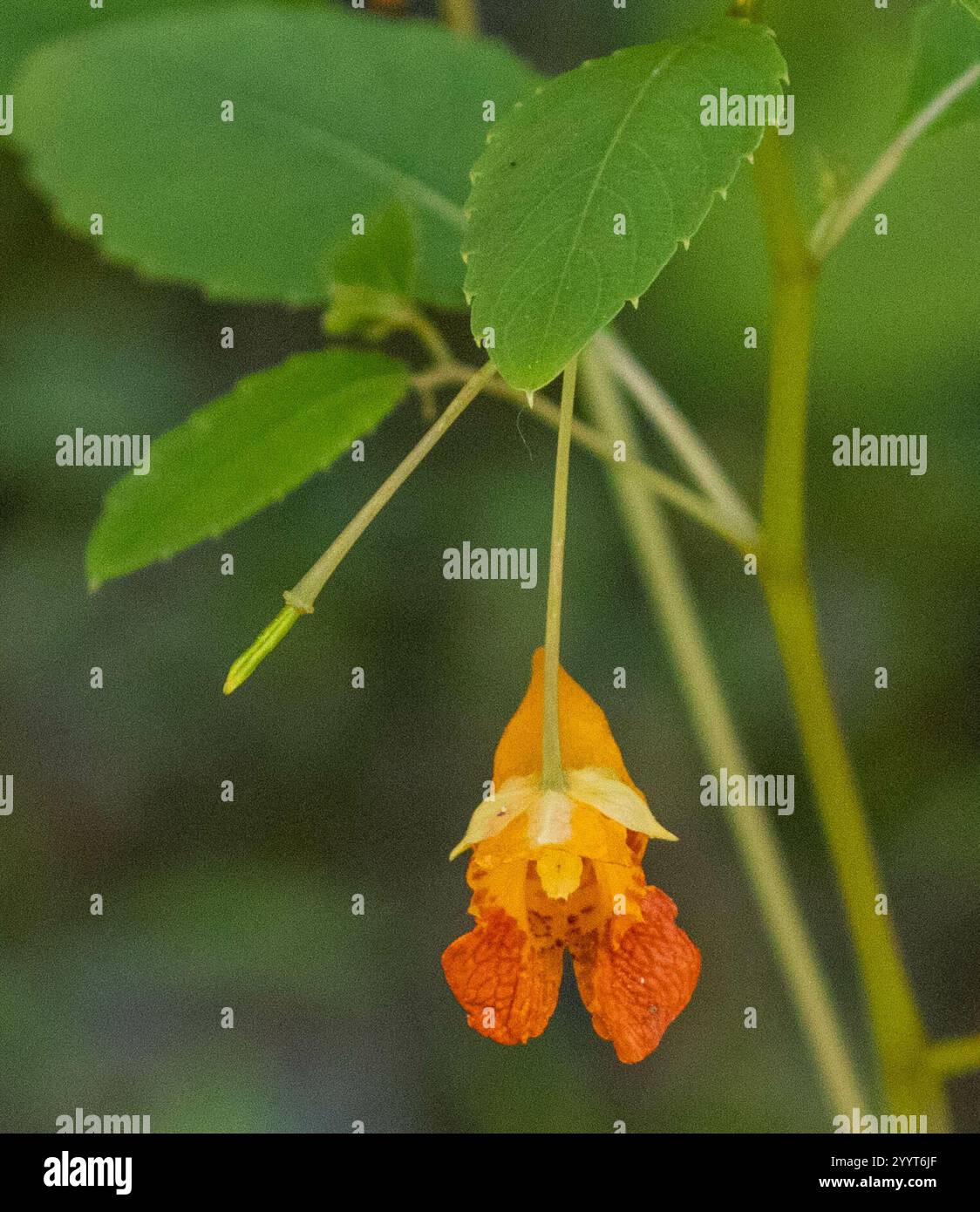 common jewelweed (Impatiens capensis Stock Photo - Alamy