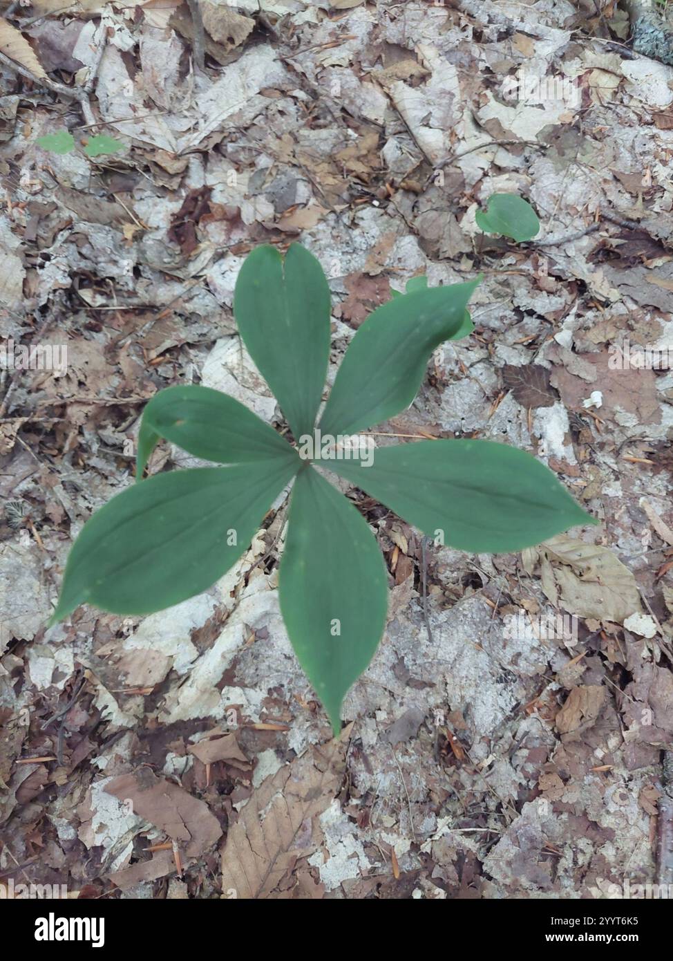 Cucumber Root (Medeola virginiana Stock Photo - Alamy