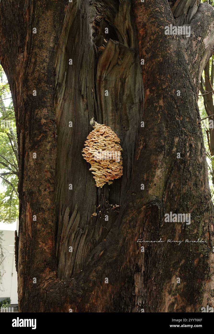 Mycodrosophila hi-res stock photography and images - Alamy